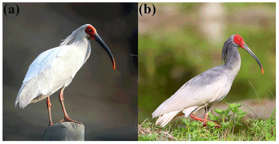 A Breeding Plumage in the Making: The Unique Process of Plumage ...