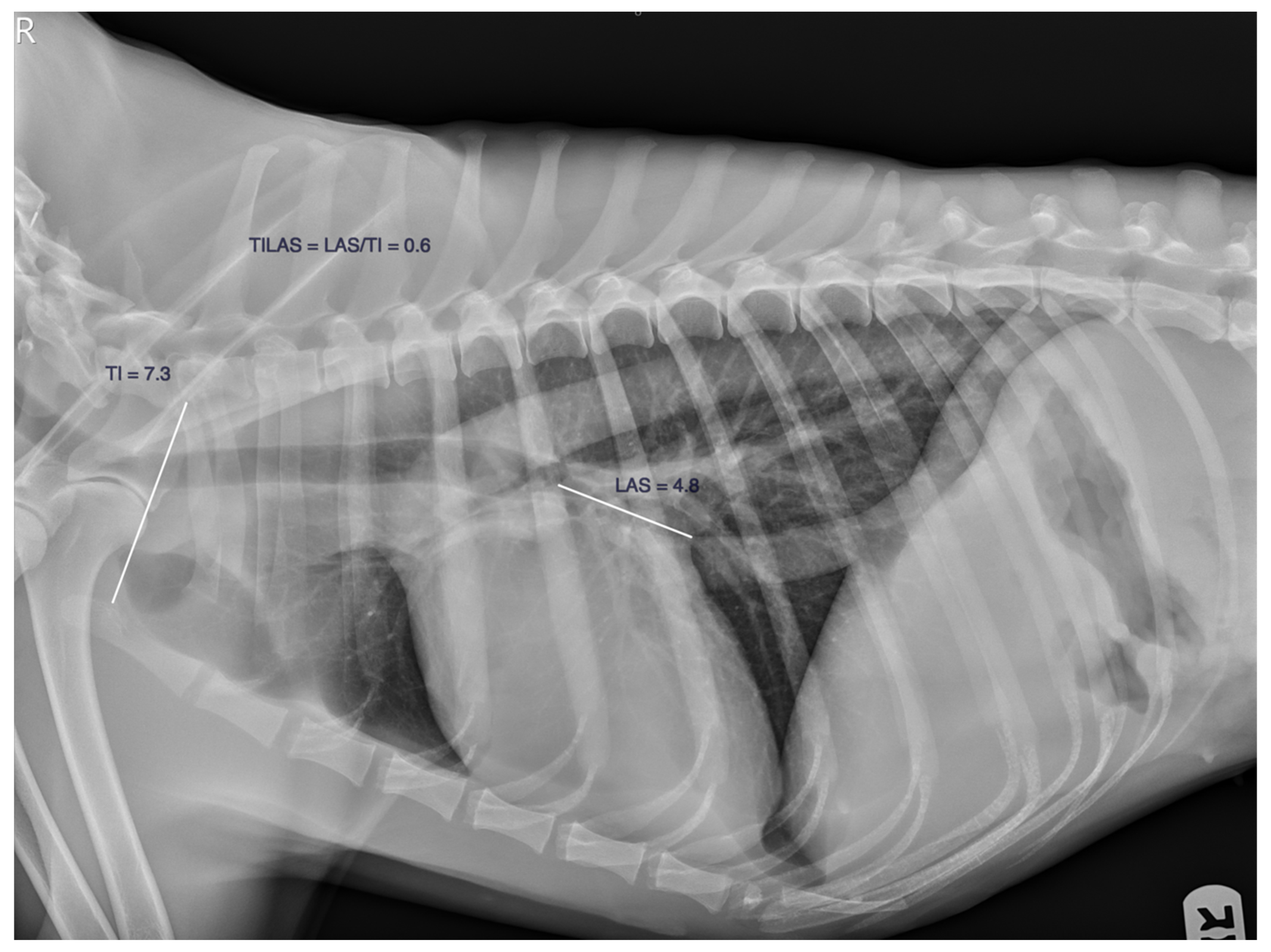 Radiographic Left Atrial Size Measurement of Dogs in Different Mitral ...