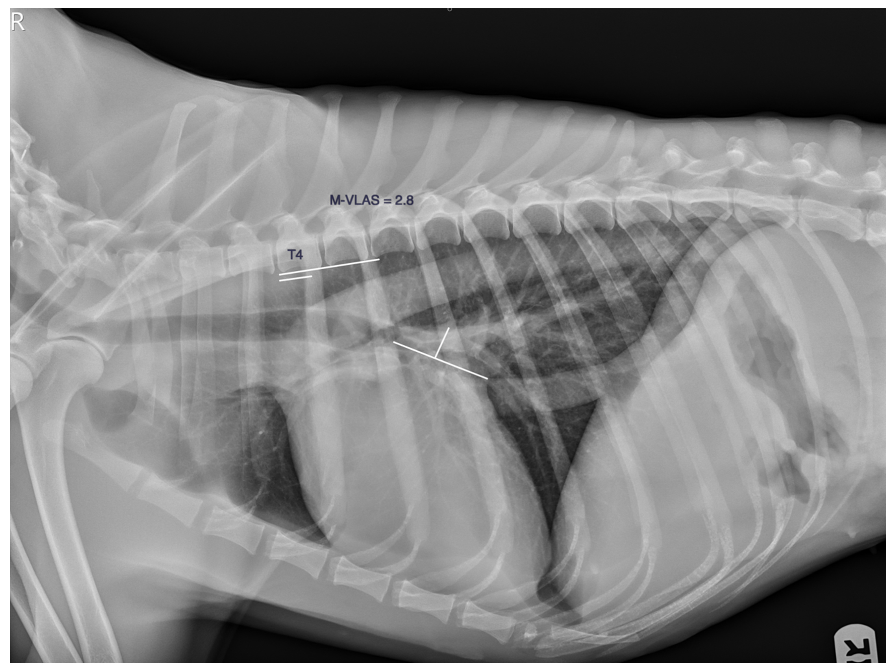 Radiographic Left Atrial Size Measurement of Dogs in Different Mitral ...