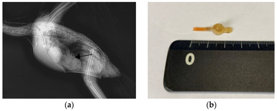 Various Endoscopic Approaches for Removal of Proventricular Foreign ...