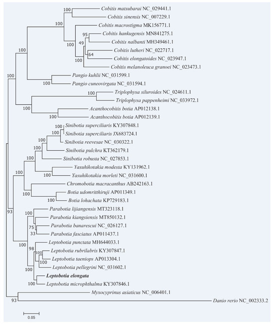 Characterization of the Complete Mitochondrial Genome of the Elongate ...