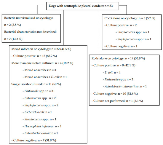 Canine Pyothorax: Comparison of Culture and Susceptibility Results to ...