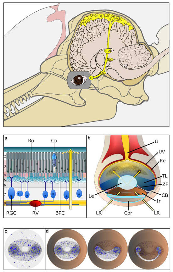 Neuroanatomy of the Cetacean Sensory Systems