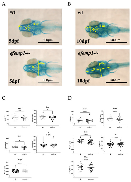 A Zebrafish Mutant in the Extracellular Matrix Protein Gene efemp1 as a ...