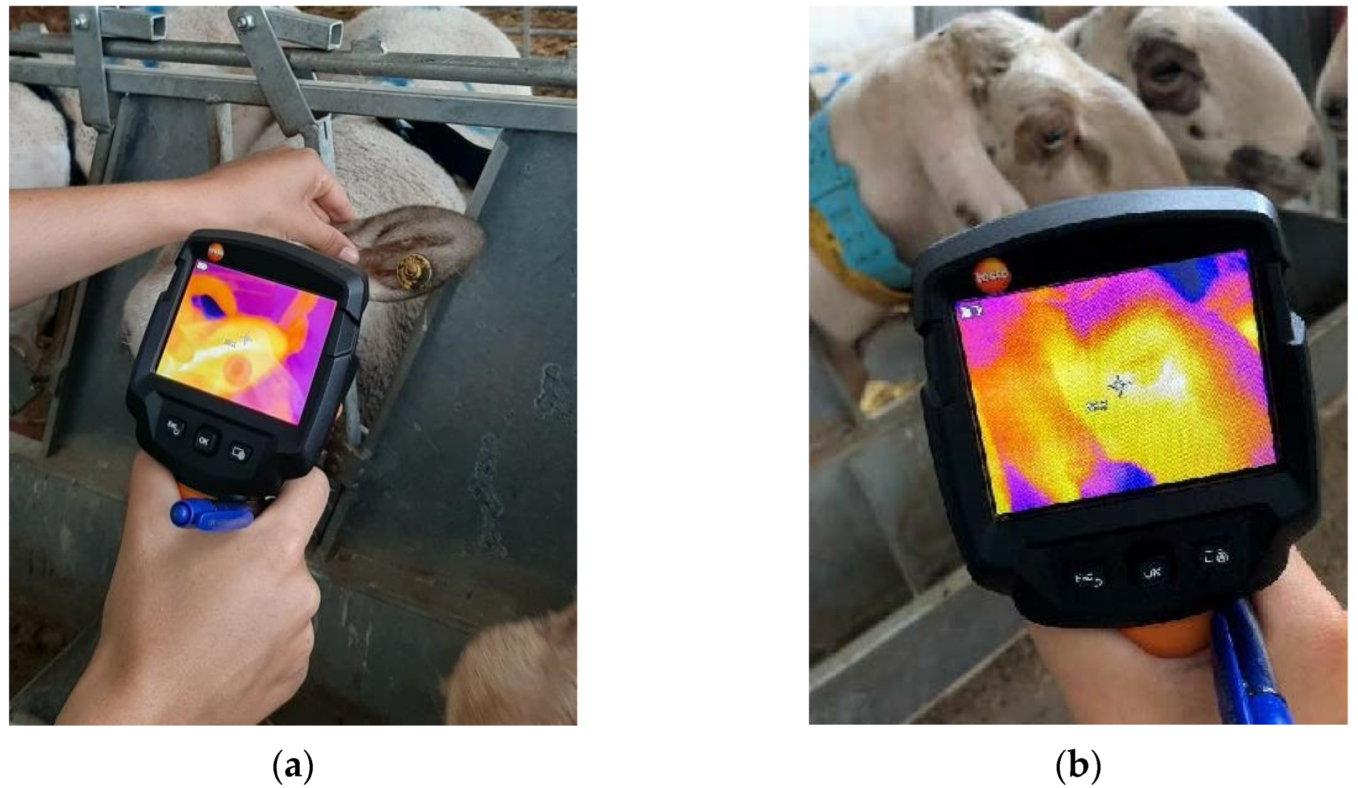 Evaluation of Non-Contact Device to Measure Body Temperature in Sheep