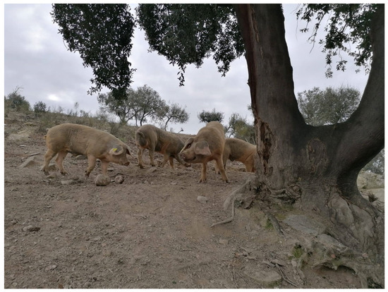 Animals | Free Full-Text | Seasonal Variations on Testicular Morphology ...