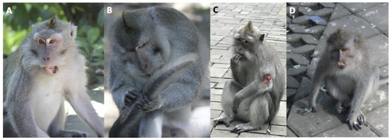 Healing Hanuman’s Army: Veterinary Care as a Core Component of One ...