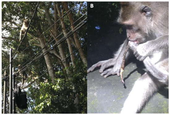 Healing Hanuman’s Army: Veterinary Care as a Core Component of One ...