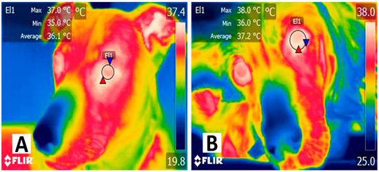 Thermal Imaging as a Method to Indirectly Assess Peripheral Vascular ...
