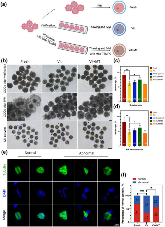 Mito-TEMPO Improves the Meiosis Resumption and Mitochondrial Function ...