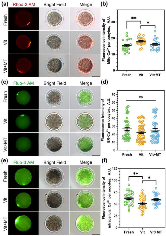 Mito-TEMPO Improves the Meiosis Resumption and Mitochondrial Function ...