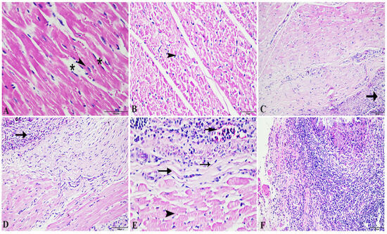 High Prevalence of Bovine Cardiac Cysticercosis in Upper Egypt: An ...