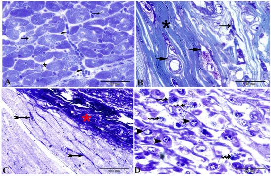 High Prevalence of Bovine Cardiac Cysticercosis in Upper Egypt: An ...