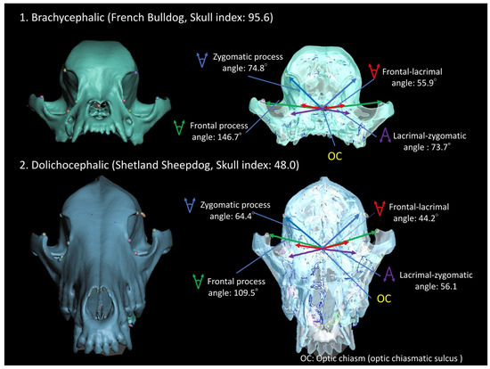 Breed-Specific Skull Morphology Reveals Insights into Canine Optic ...