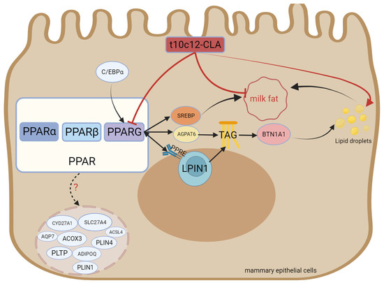 Research Progress on the Mechanism of Milk Fat Synthesis in Cows and ...