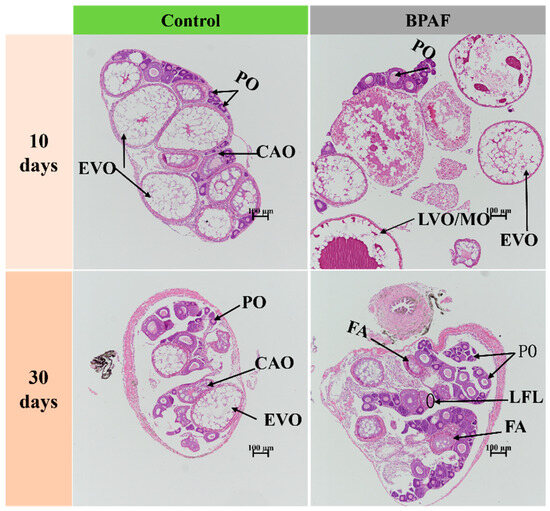Toxic Effects of Bisphenol AF Exposure on the Reproduction and Liver of ...