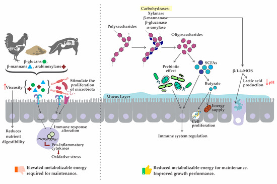 Carbohydrases and Phytase in Poultry and Pig Nutrition: A Review beyond ...