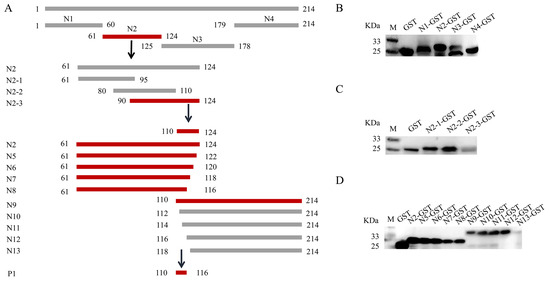 Preparation of Monoclonal Antibodies against the Capsid Protein and ...
