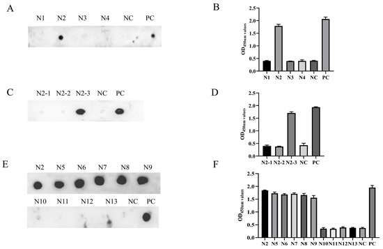 Preparation of Monoclonal Antibodies against the Capsid Protein and ...