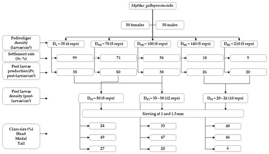 Influence of Pediveliger Larvae Stocking Density on Settlement ...