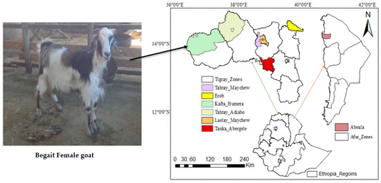 Genetic Diversity, Population Structure and Selection Signature in Begait Goats Revealed by ...