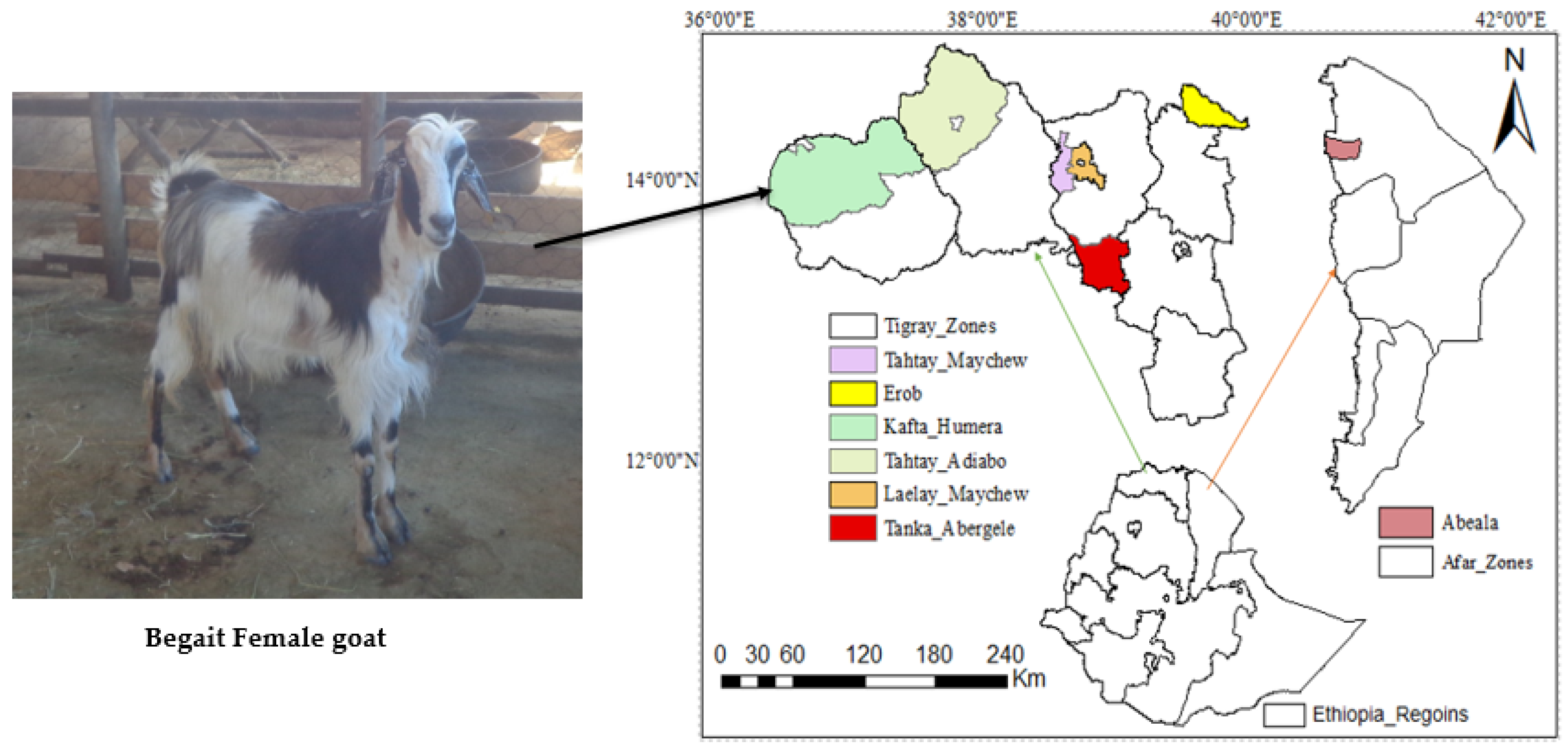 Genetic Diversity, Population Structure and Selection Signature in Begait Goats Revealed by ...