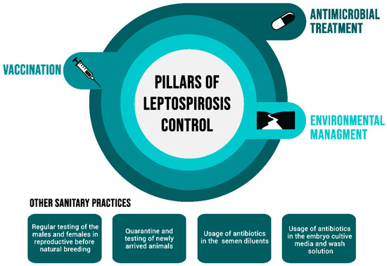 Bovine Genital Leptospirosis: An Update of This Important Reproductive ...