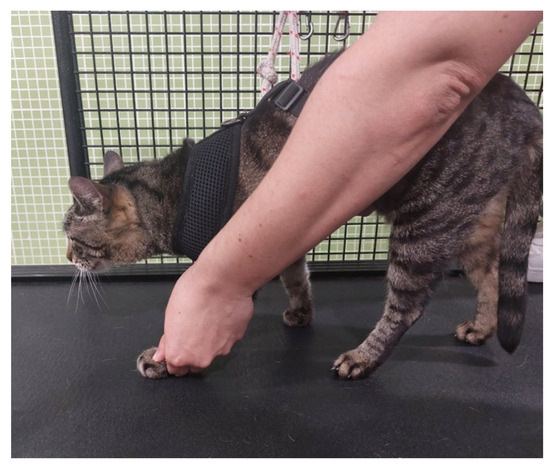 The Role of Early Rehabilitation and Functional Electrical Stimulation ...