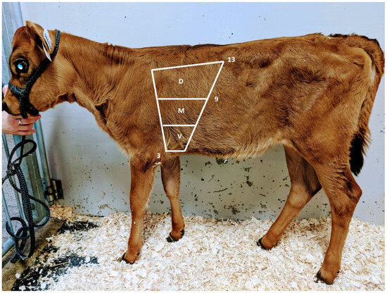 Literature Review of the Principal Diagnostic Tests to Detect Bovine ...