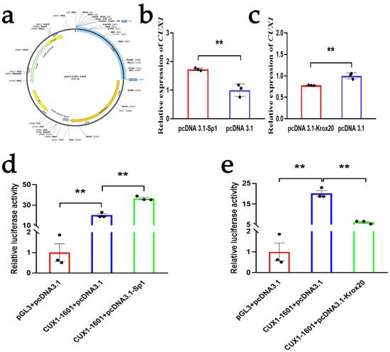 SP1 and KROX20 Regulate the Proliferation of Dermal Papilla Cells and ...