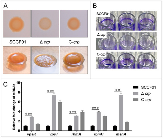 The cAMP Receptor Protein (CRP) of Vibrio mimicus Regulates Its ...