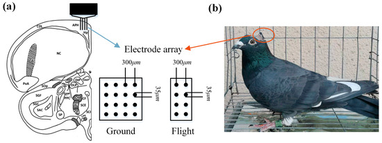 Phase–Amplitude Coupling between Theta Rhythm and High-Frequency ...