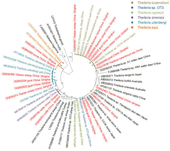Molecular Identification of Babesia and Theileria Infections in ...