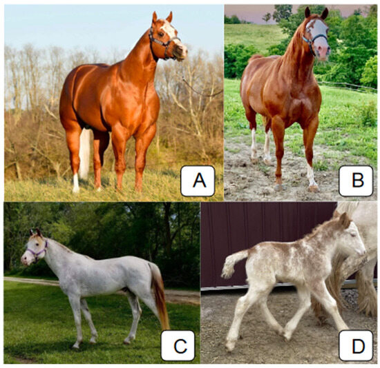 Population Analysis Identifies 15 Multi-Variant Dominant White ...