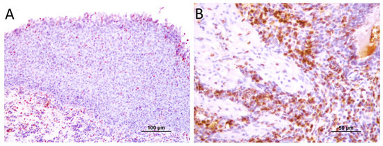 Animals | Free Full-Text | Assessment of Tumor-Associated Tissue ...
