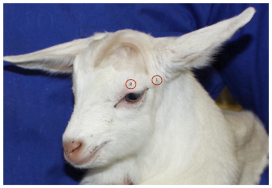 Pain Mitigation Strategies for Disbudding in Goat Kids