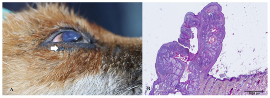 Tumor and Tumor-like Lesions in Red Foxes (Vulpes vulpes) from Croatia