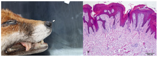 Animals | Free Full-Text | Tumor and Tumor-like Lesions in Red Foxes (Vulpes vulpes) from Croatia
