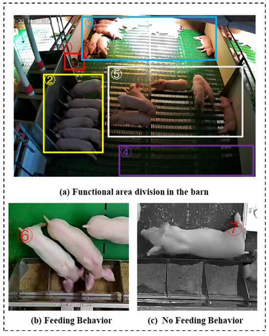 Automatic Recognition and Quantification Feeding Behaviors of Nursery Pigs Using Improved YOLOV5 ...