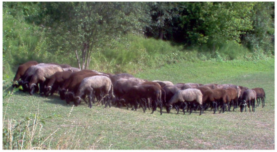 Demography and Genealogical Analysis of Massese Sheep, a Native Breed ...