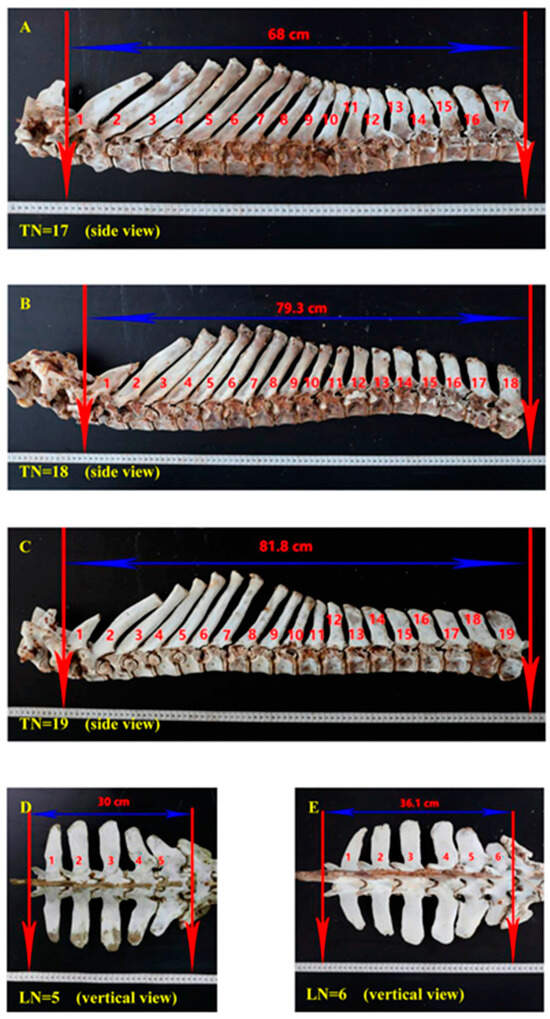 Advancements in Genetic Marker Exploration for Livestock Vertebral ...