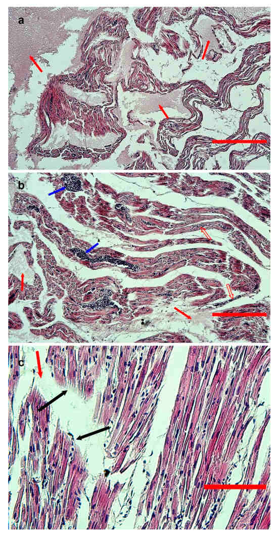 Poisoning by Nerium oleander L. in Franconia Geese