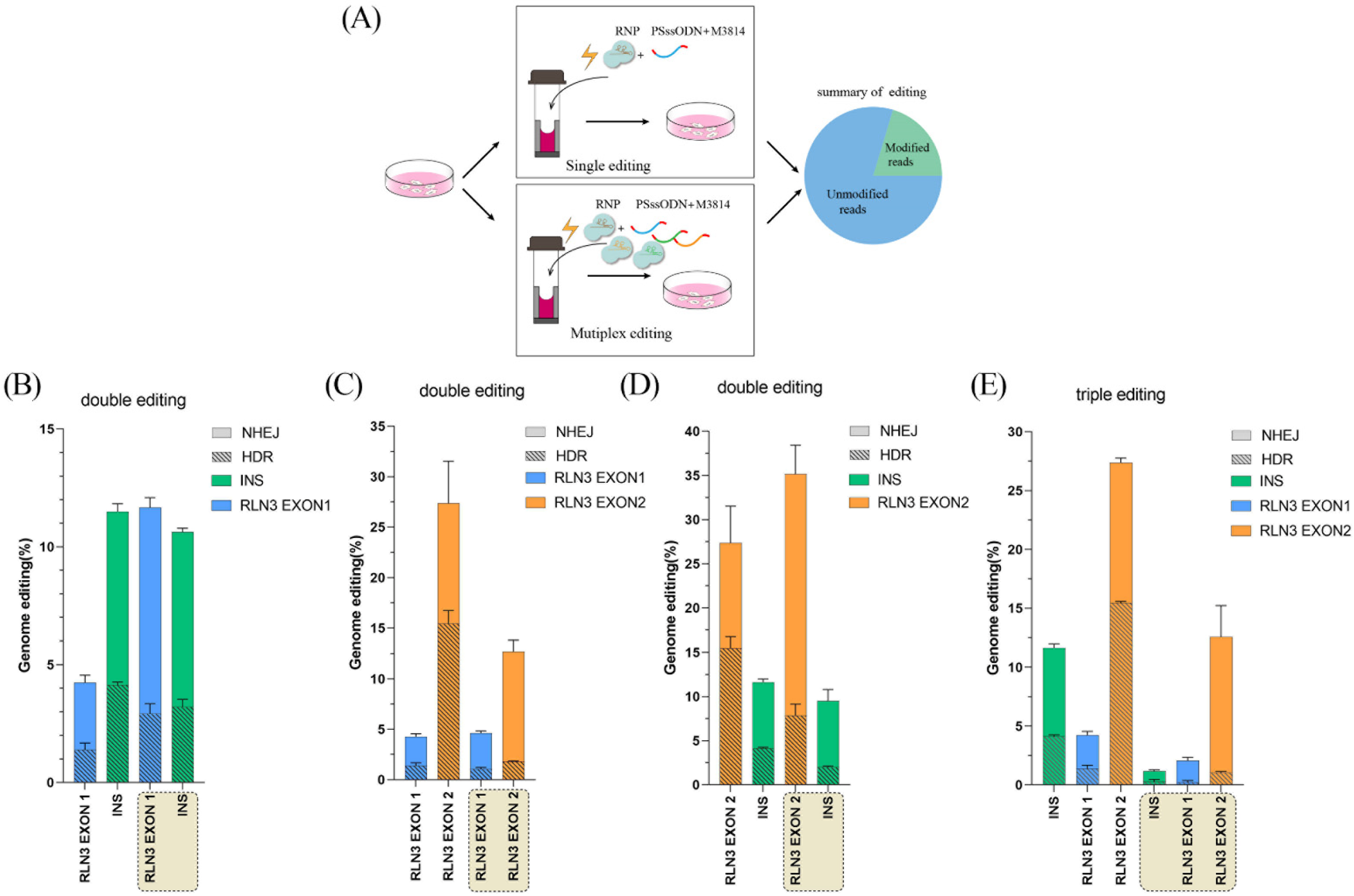 Crispr Ribonucleoprotein Mediated Precise Editing Of Multiple Genes In Porcine Fibroblasts