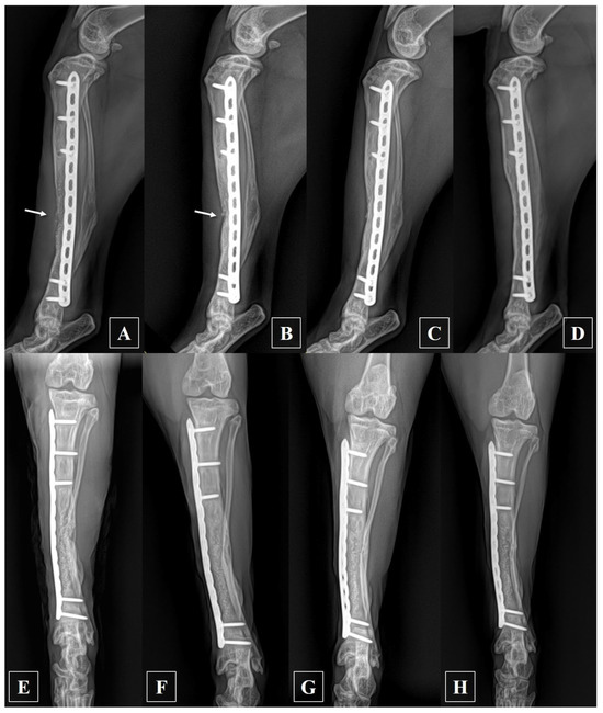 Treatment of a Large Tibial Non-Union Bone Defect in a Cat Using ...