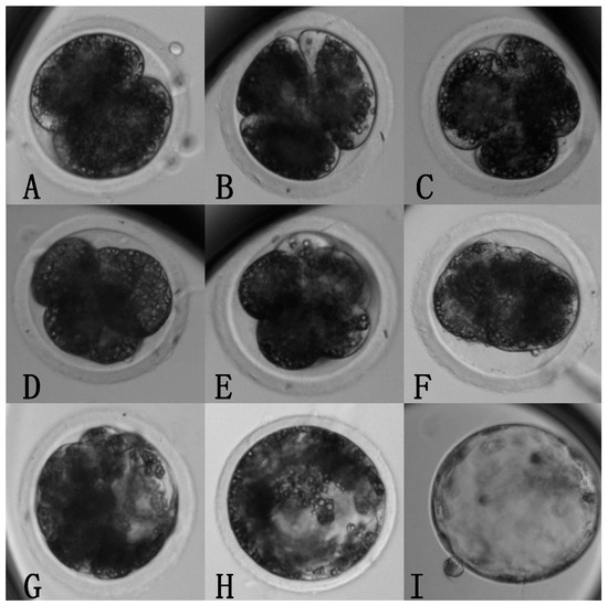 Morphokinetic Profiling Suggests That Rapid First Cleavage Division ...