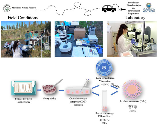 Animals | Free Full-Text | Short- and Long-Term Storage of Non ...