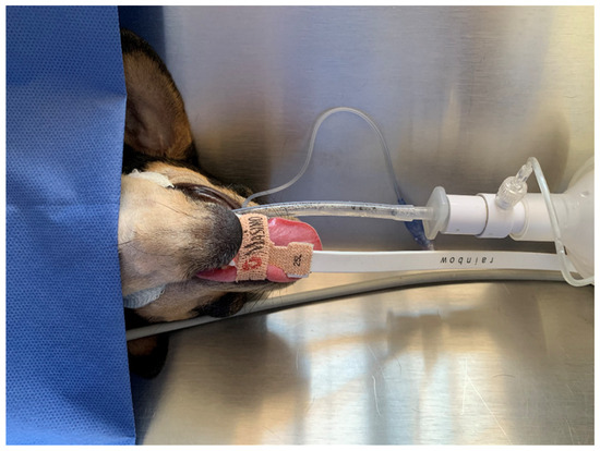 Correlation of Blood Hemoglobin Values with Non-Invasive Co-Oximetry ...