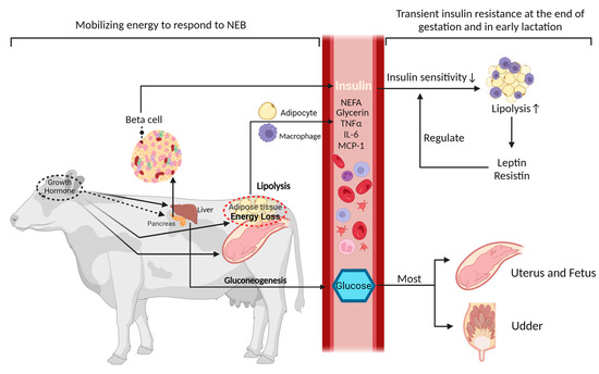The Complex Interplay of Insulin Resistance and Metabolic Inflammation ...