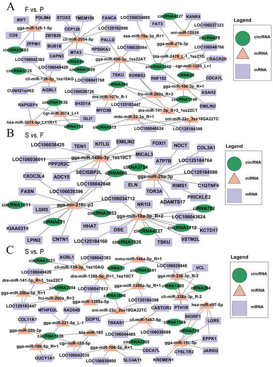 Molecular Mechanisms of circRNA–miRNA–mRNA Interactions in the ...