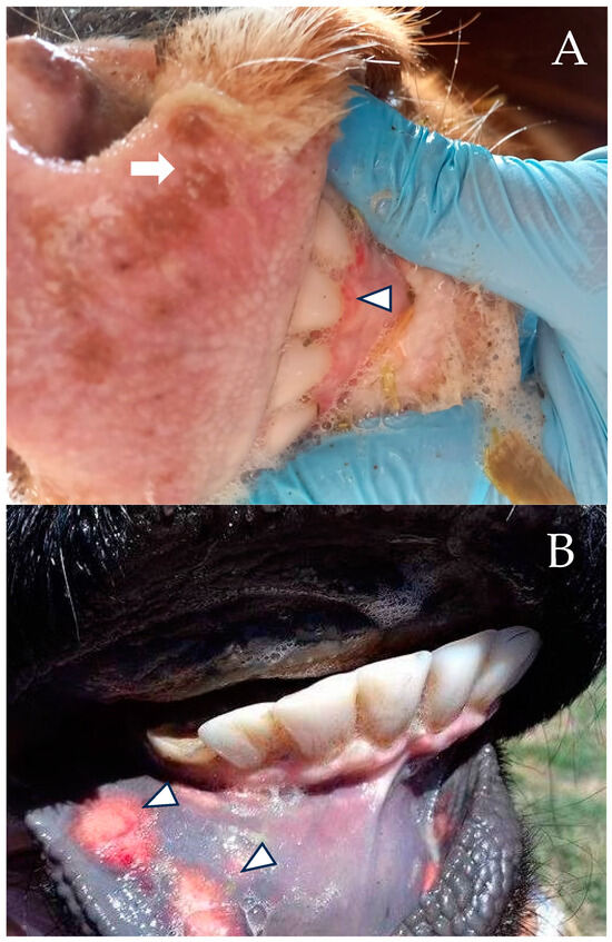 Viral Diseases in Water Buffalo (Bubalus bubalis): New Insights and ...